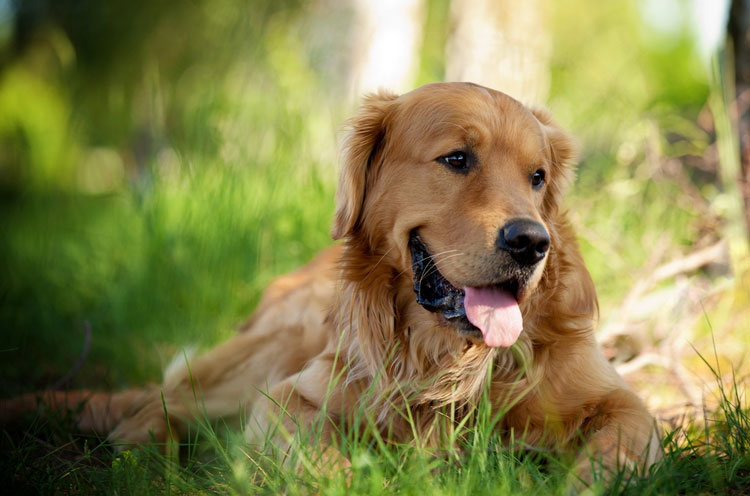 Золотистый ретривер (голден ретривер): фото, цены, описание