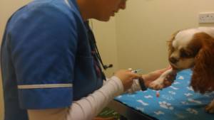 Фортикарб для собак: инструкция и показания к применению, отзывы, цена