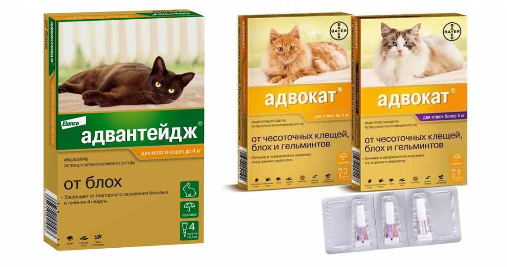 Бравекто для кошек: показания и инструкция по применению, отзывы, цена