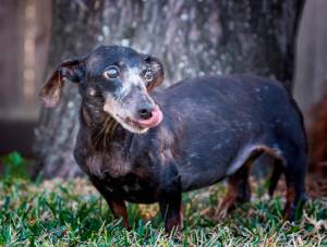 Помесь таксы: 23 популярных метиса с другими породами (фото)