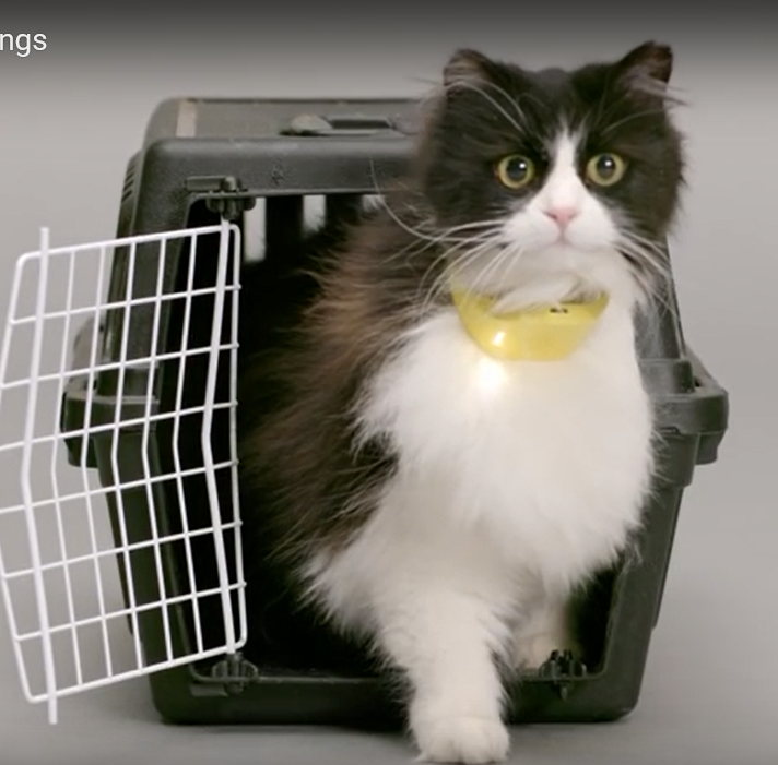 Переводчик кошачьего мурлыканья CATTERBOX